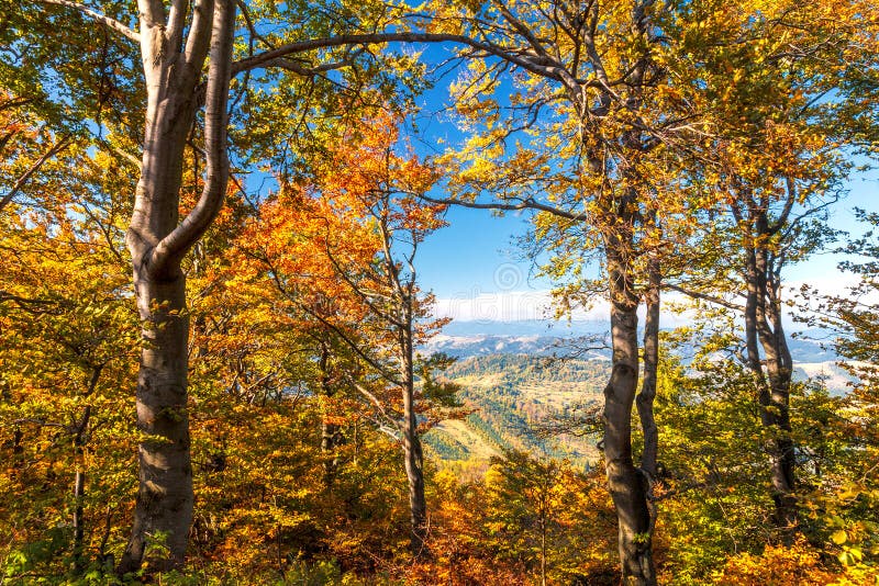Trees in the Forest in Autumn Colors. Stock Image - Image of europe ...