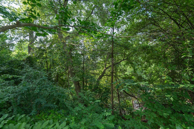 Trees in a Forest, Bushes and Greenery Plants Stock Image - Image of ...
