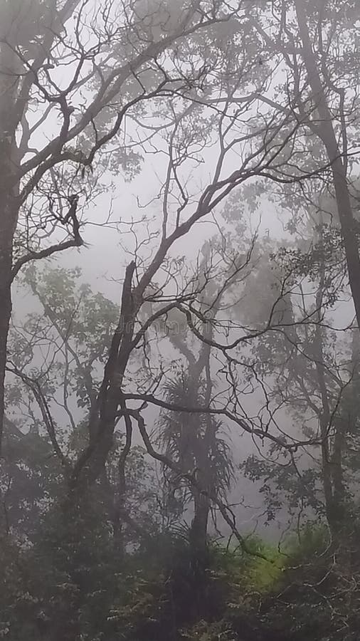 Trees in the Forest Classic Aesthetic Fog Beauty Created by God Stock ...