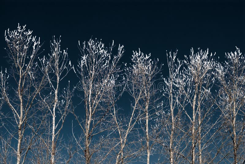 Trees in the Forest in Cold Winter Stock Image - Image of frozen, cold ...