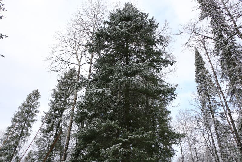 Trees in the Forest Covered with the First Fallen Snow Stock Photo ...