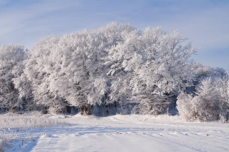 Trees in the Forest Covered with Frost Stock Image - Image of natural ...
