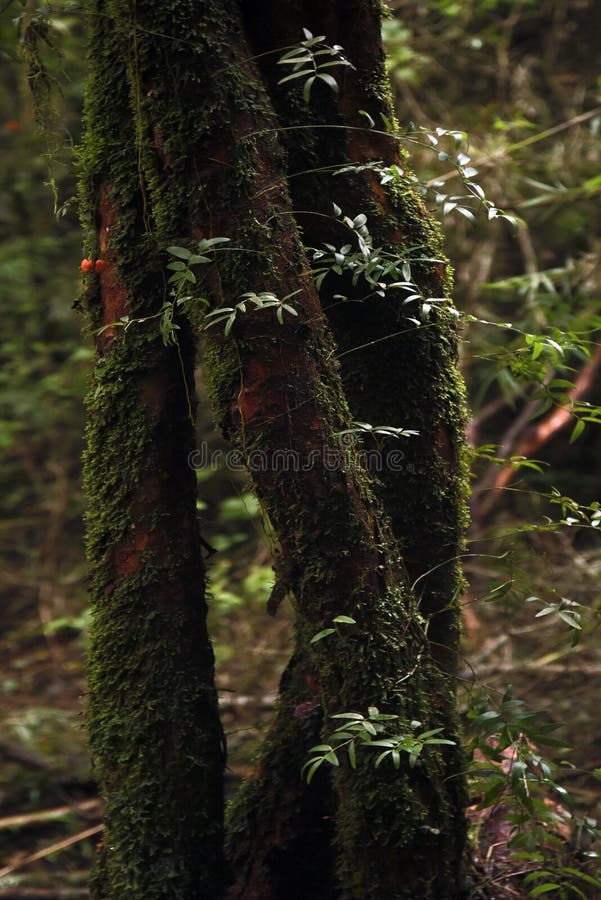 Trees in the Forest Covered in Moss- Great for Wallpapers Stock Photo ...