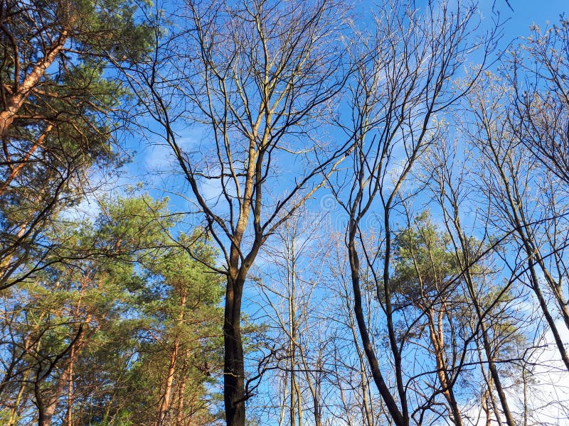 Trees in the Forest - the Crown of Leaves Stock Image - Image of light ...