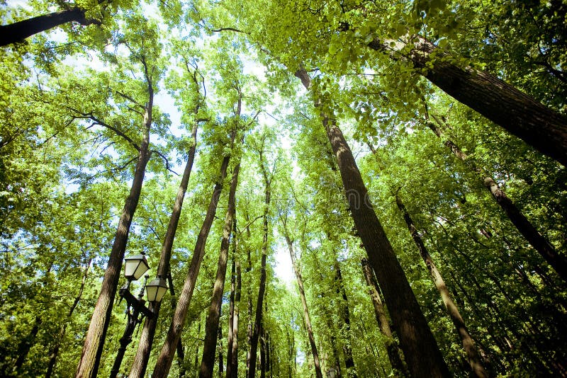Trees in the Forest - the Crown of Leaves Against the Sky Stock Image ...
