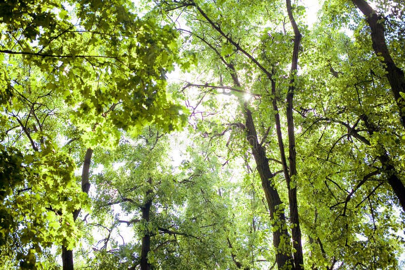 Trees in the Forest - the Crown of Leaves Against the Sky Stock Photo ...