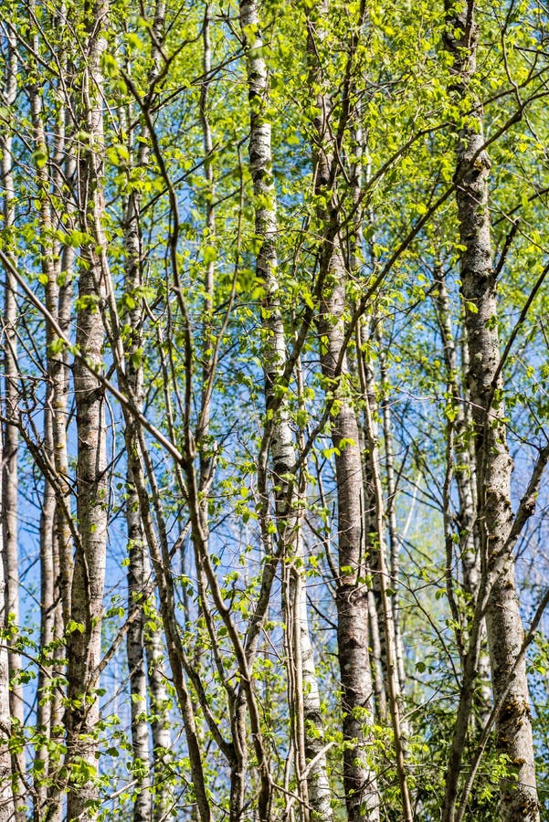 Trees in the Forest - the Crown of Leaves Against the Sky Stock Photo ...