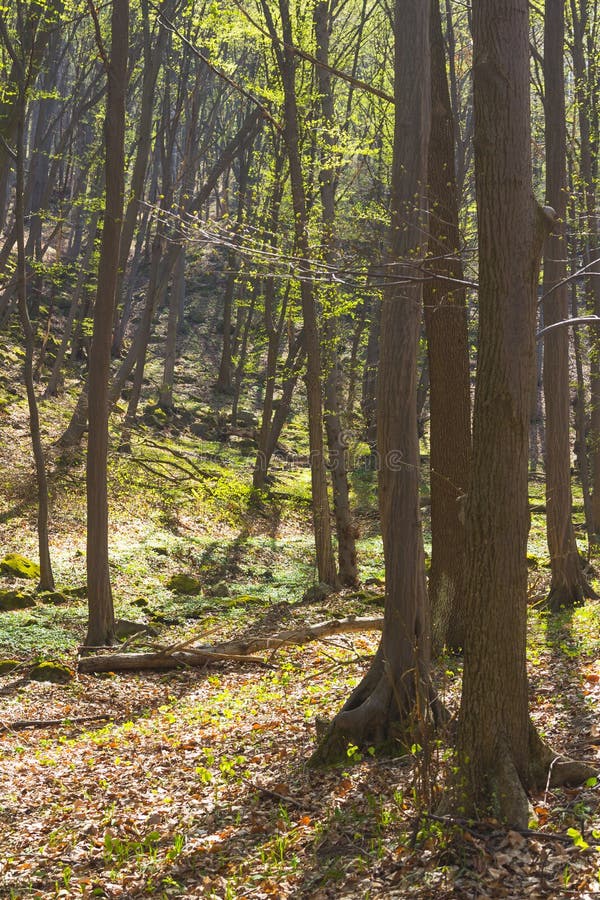 Trees in Forest Early Spring Stock Image - Image of forests, outdoor ...