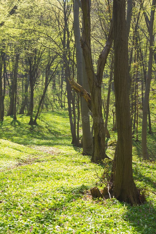 Trees in Forest Early Spring Stock Photo - Image of landscape, silent ...