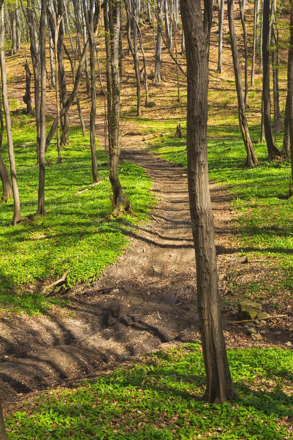 Trees in Forest Early Spring Stock Image - Image of wood, forests ...