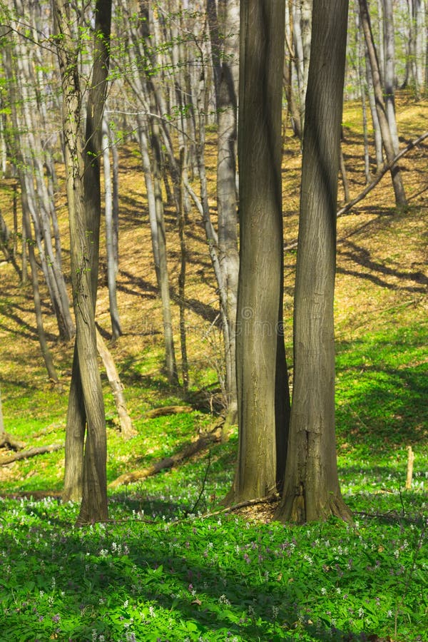 Trees in Forest Early Spring Stock Photo - Image of mountaining ...
