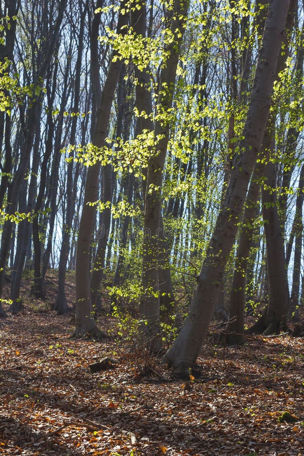 Trees in Forest Early Spring Stock Image - Image of early, spring ...