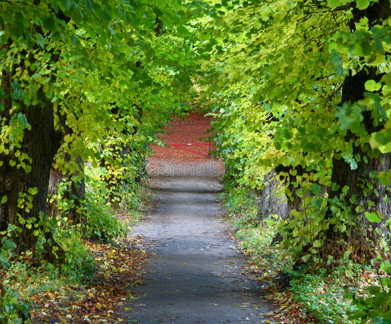 Trees and Forest in Denmark Stock Image - Image of green, forestall ...
