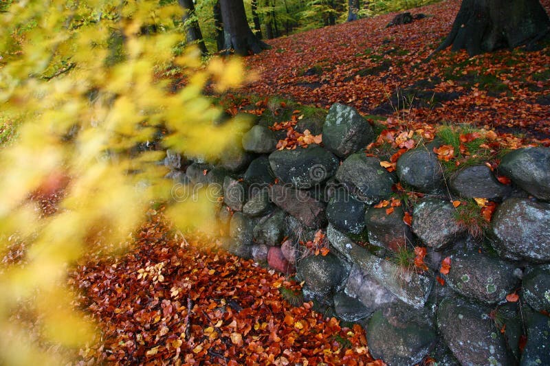 Trees and Forest in Denmark Stock Photo - Image of denmark, color: 12556846