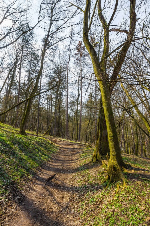 Trees in Forest Early Spring Stock Image - Image of forest, outdoor ...