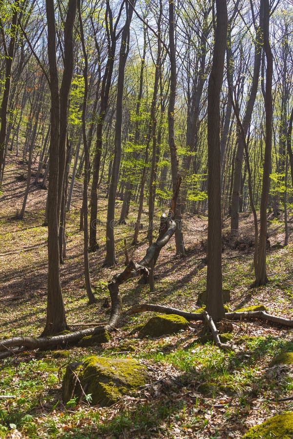 Trees in Forest Early Spring Stock Image - Image of cloudy, silent ...