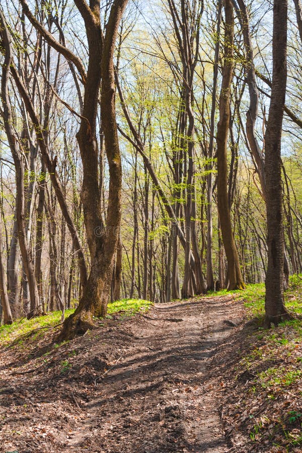 Trees in Forest Early Spring Stock Photo - Image of early, dirt: 114076044