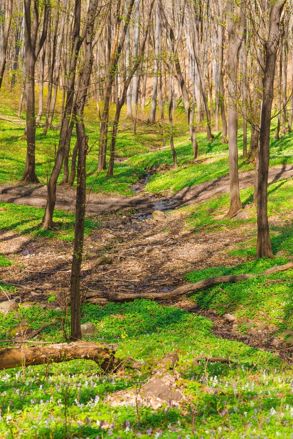 Trees in Forest Early Spring Stock Photo - Image of spring, forest ...