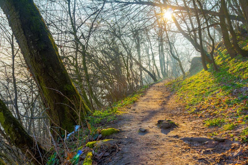 Trees in Forest Early Spring Stock Image - Image of forests, trees ...