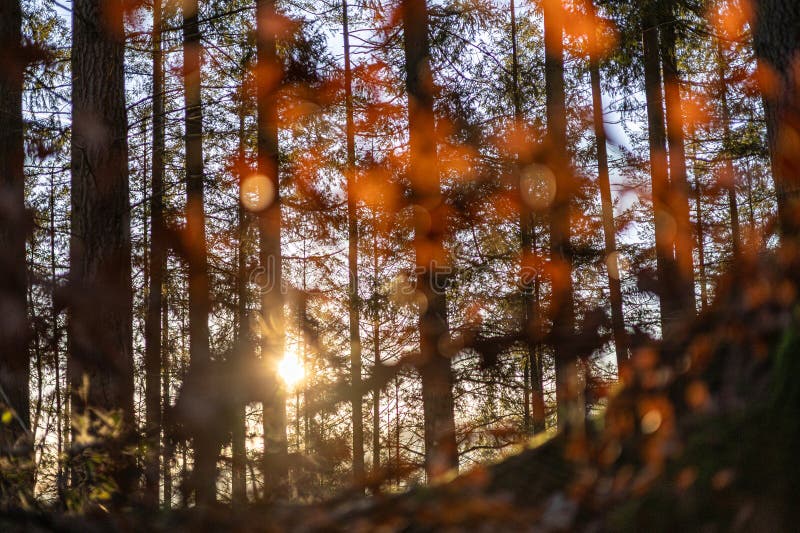 Trees in a Forest with Fall Foliage in Backlit in the Blurred ...