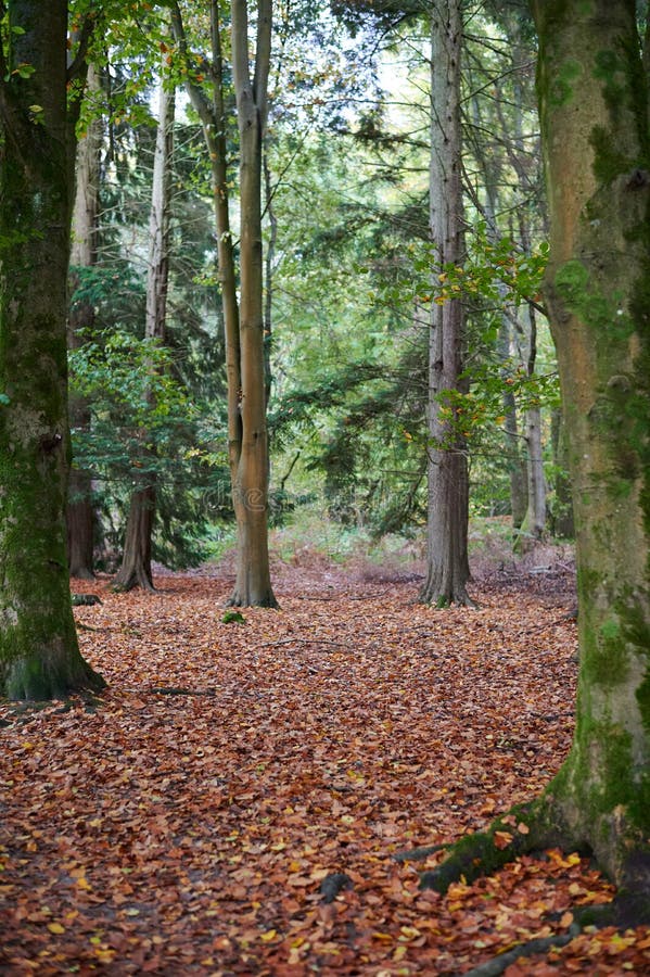 Trees in a Forest with Fallen Red Leaves on the Ground in Autumn Fall ...