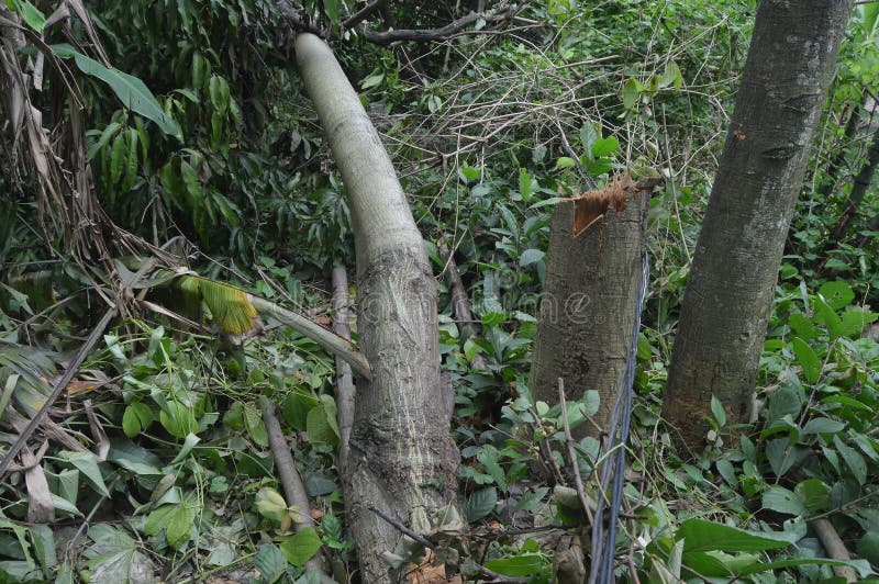 Trees in the Forest that Fell Down because they Were Cut Down. Stock ...