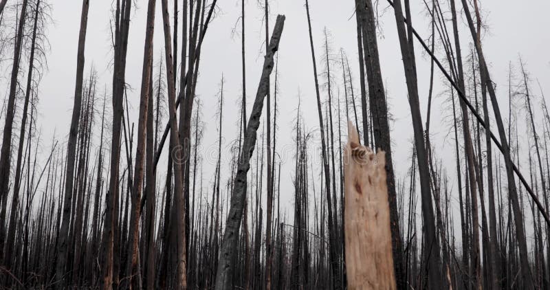 Forest Fire in Progress. Wildfire Burns of Pine Trees Stock Video ...