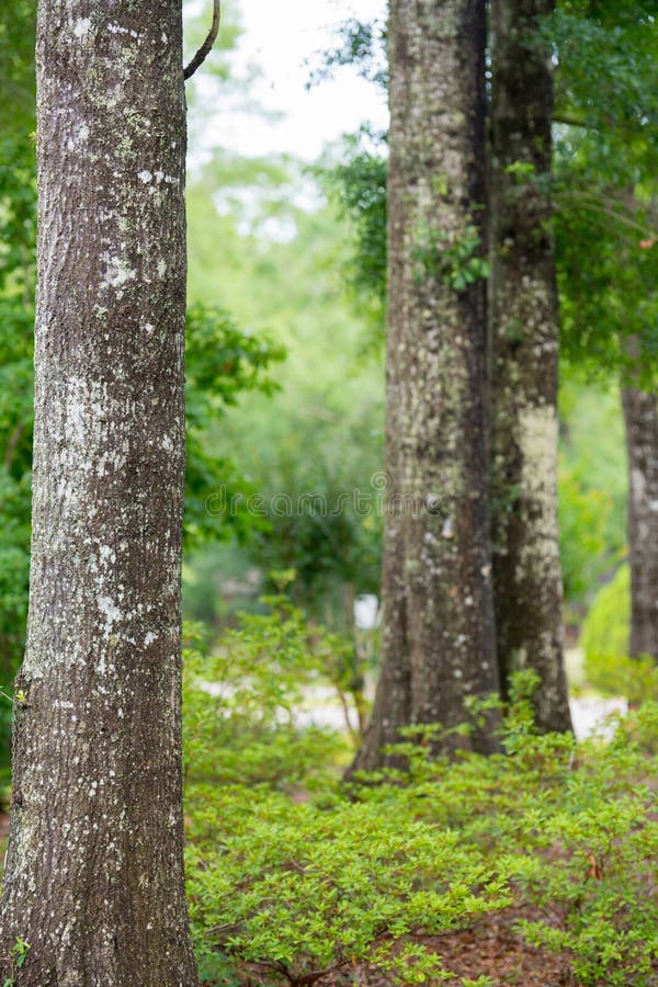 Forest out of focus stock image. Image of growing, scene - 46721125