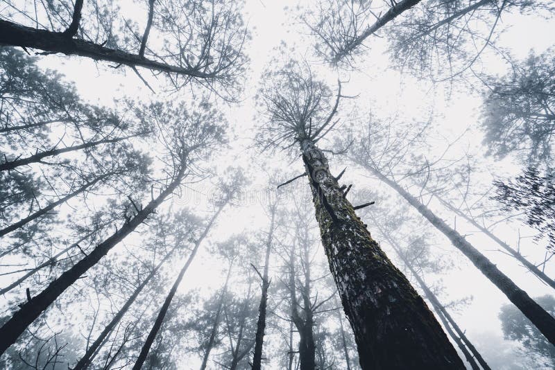 Trees in the Forest and Fog after the Rain Stock Photo - Image of ...