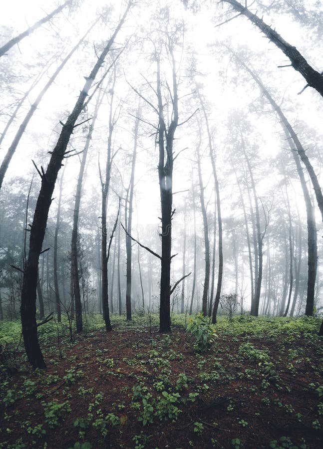 Trees in the Forest and Fog after the Rain Stock Image - Image of green ...