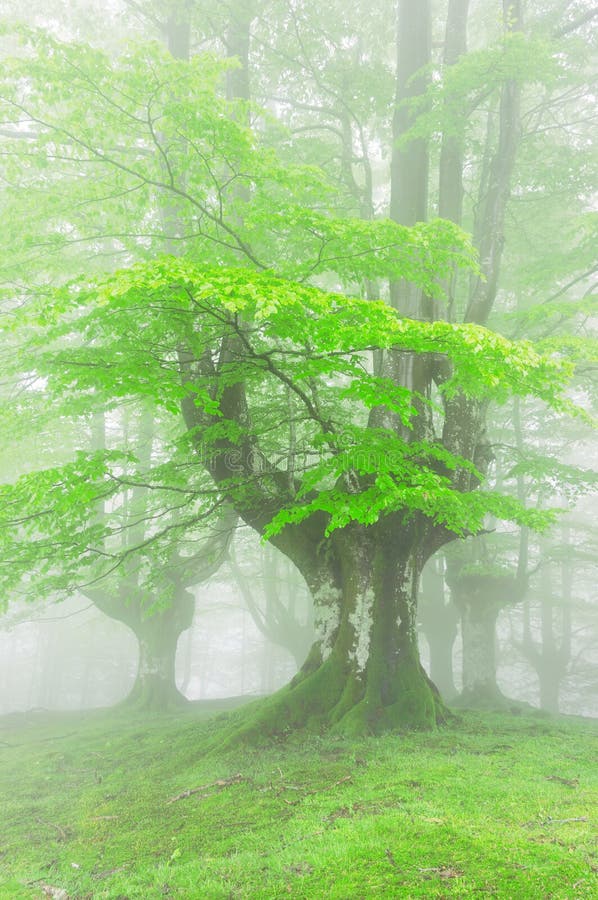 Trees in Forest with Fog on Spring Stock Image - Image of green, tree ...