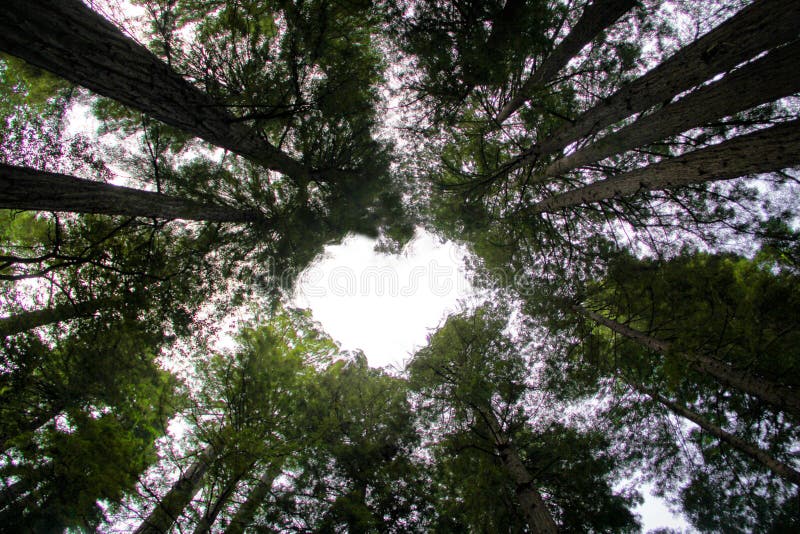 Trees in the Forest Forming a Heart Shape Stock Image - Image of forest ...