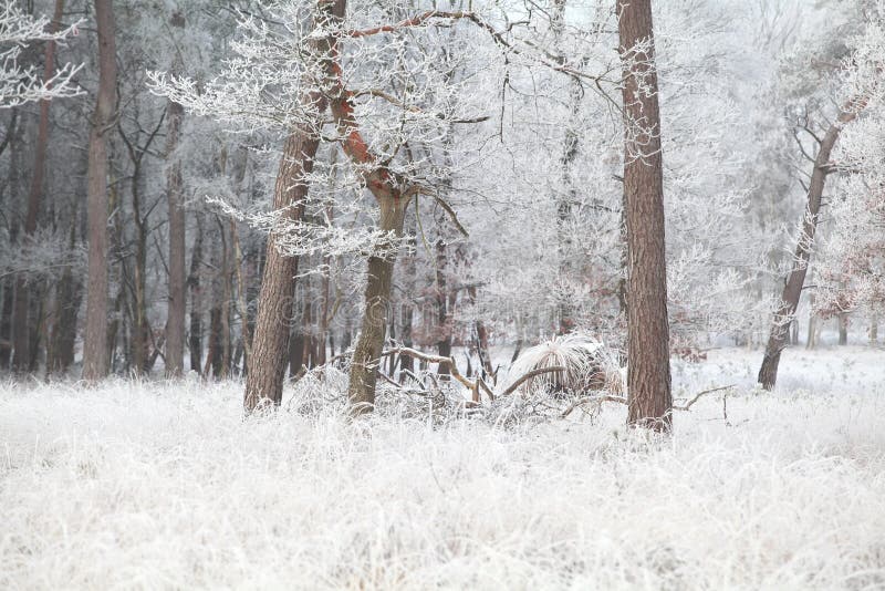 Pines in Forest in Frost during Fall Stock Image - Image of frozen ...