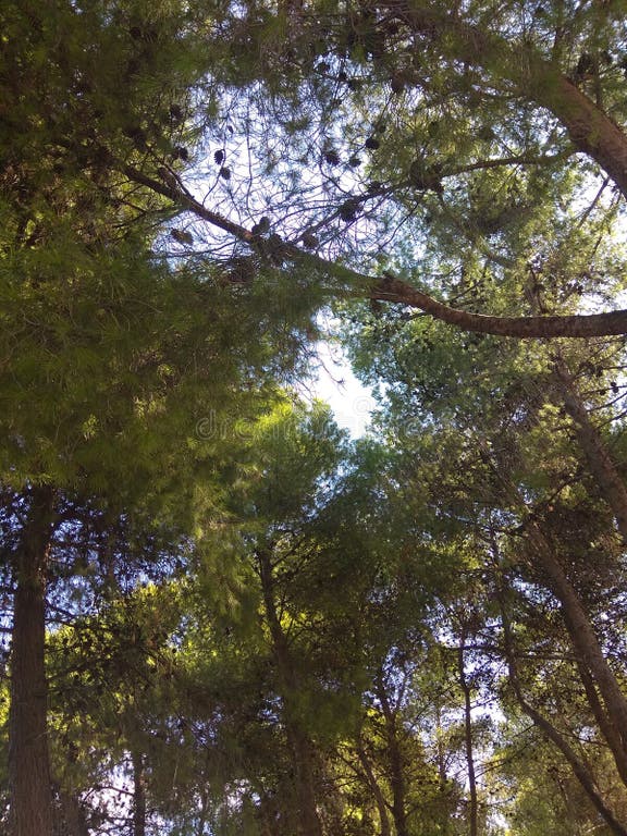 Trees stock image. Image of greek, trees, window, forest - 101008467