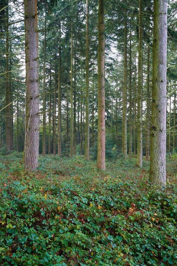 Trees in a Forest with Green Fern and Other Foliage on Ground Stock ...
