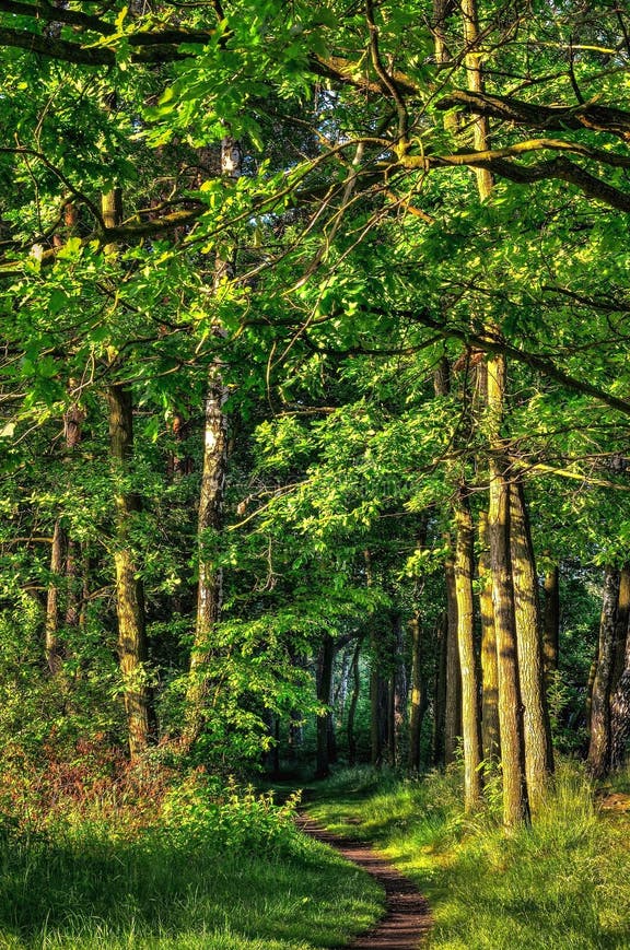 Trees in the Forest in a Green Spring Scenery. Stock Photo - Image of ...