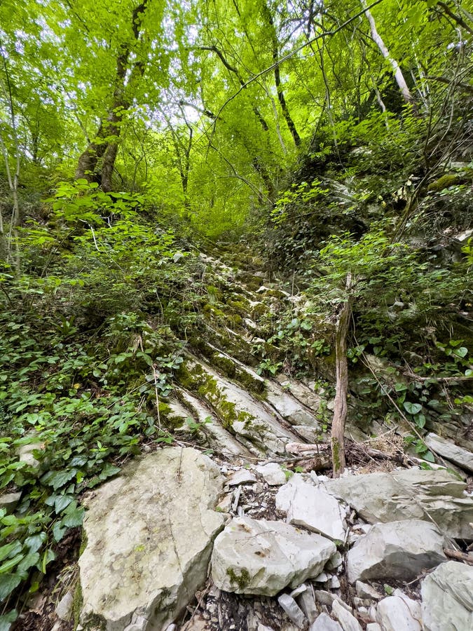 Trees in the Forest Grow on Rocky Cliffs of the Mountains. Summer Stock ...