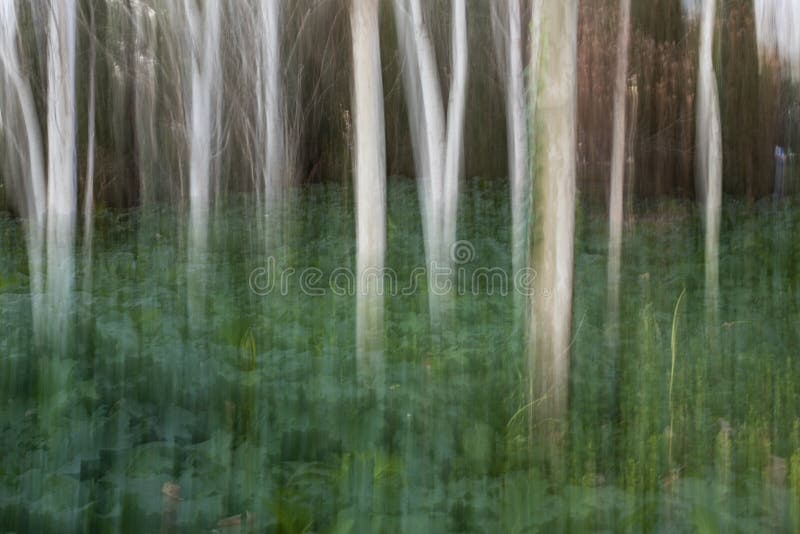 Trees in the Forest, ICM, Intentional Camera Movement Stock Photo ...