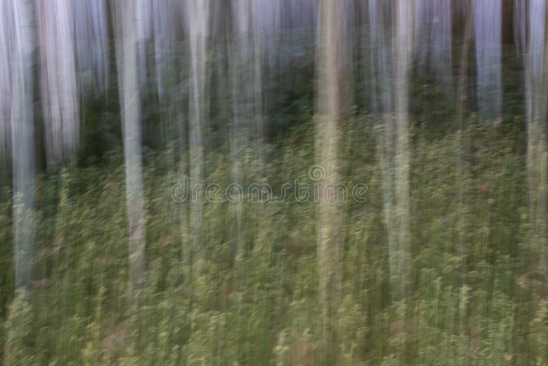 Trees in the Forest, ICM, Intentional Camera Movement Stock Image ...