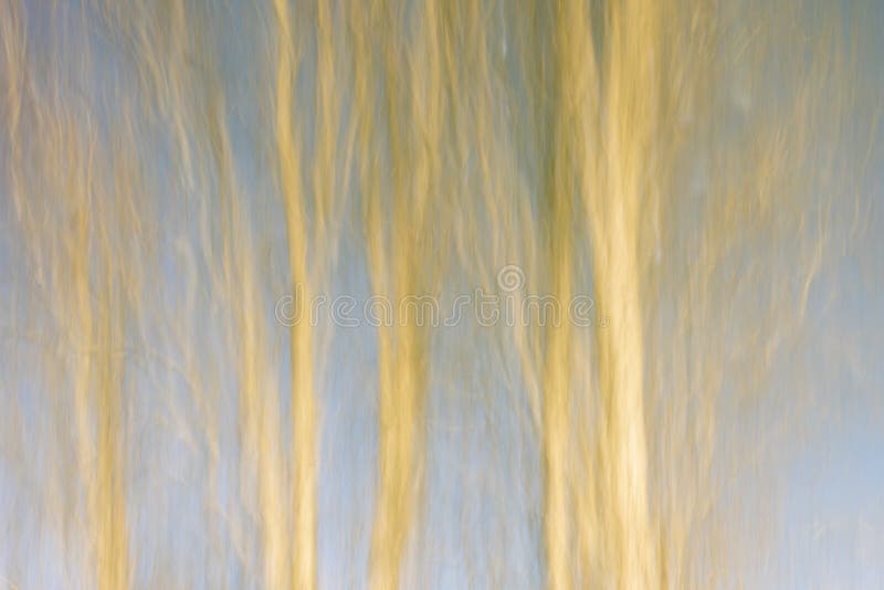 Trees in the Forest, ICM, Intentional Camera Movement Stock Photo ...