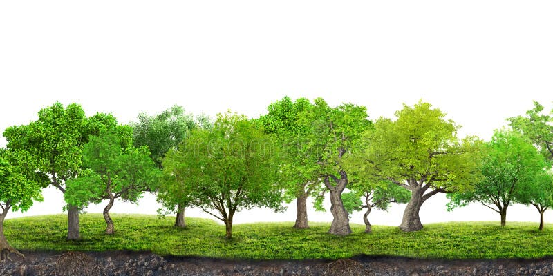 Trees Forest Isolated on White Background Stock Illustration ...