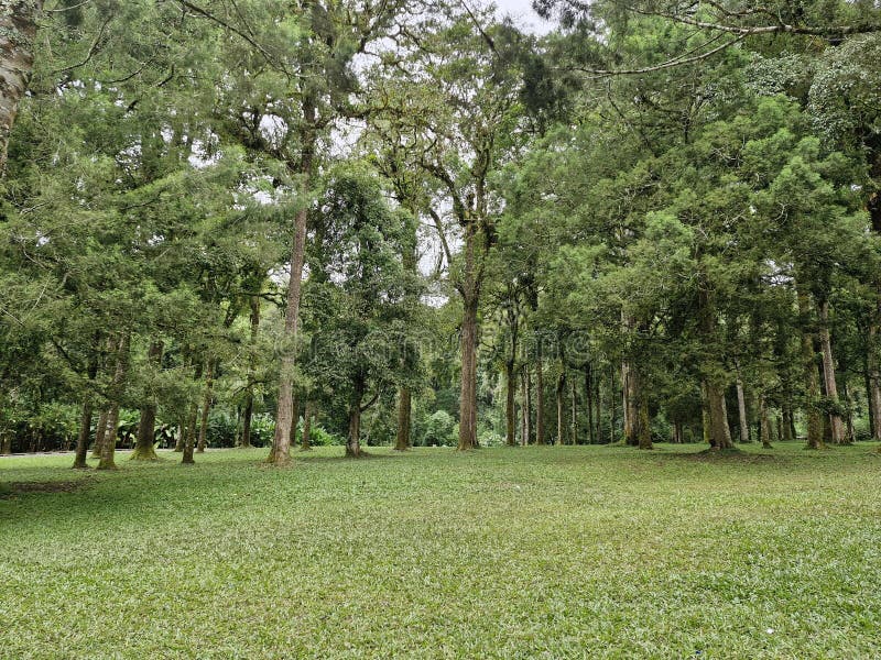 Forest Trees in Kebun Raya Bali Stock Image - Image of vegetation ...