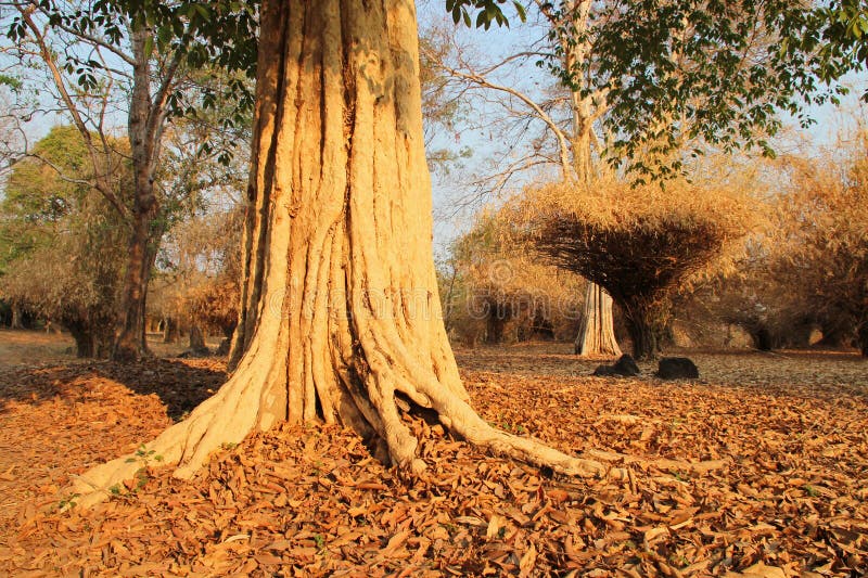 Trees - Khone Island - Laos Stock Image - Image of khone, branch: 290334871