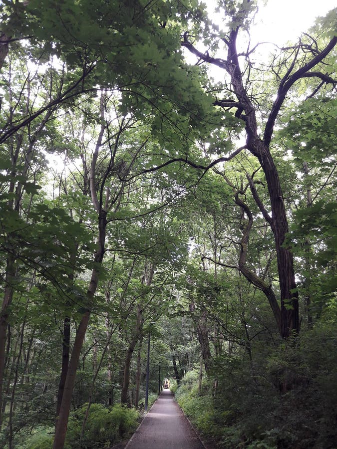 Long Path in the Winter Forest Stock Image - Image of outdoor, path ...