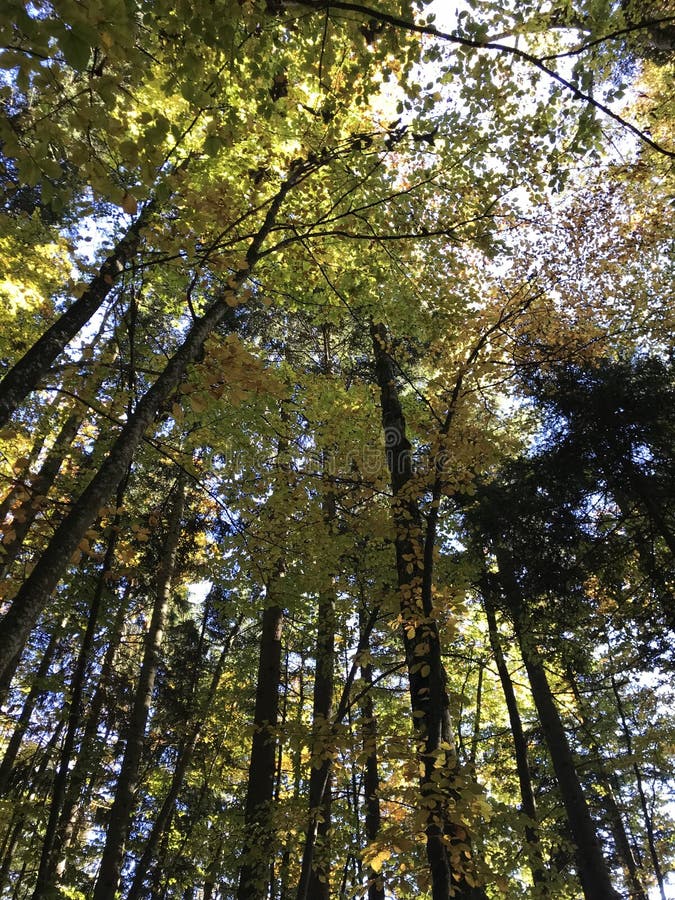Trees in Forest Low Angle View with Sun Light Stock Image - Image of ...