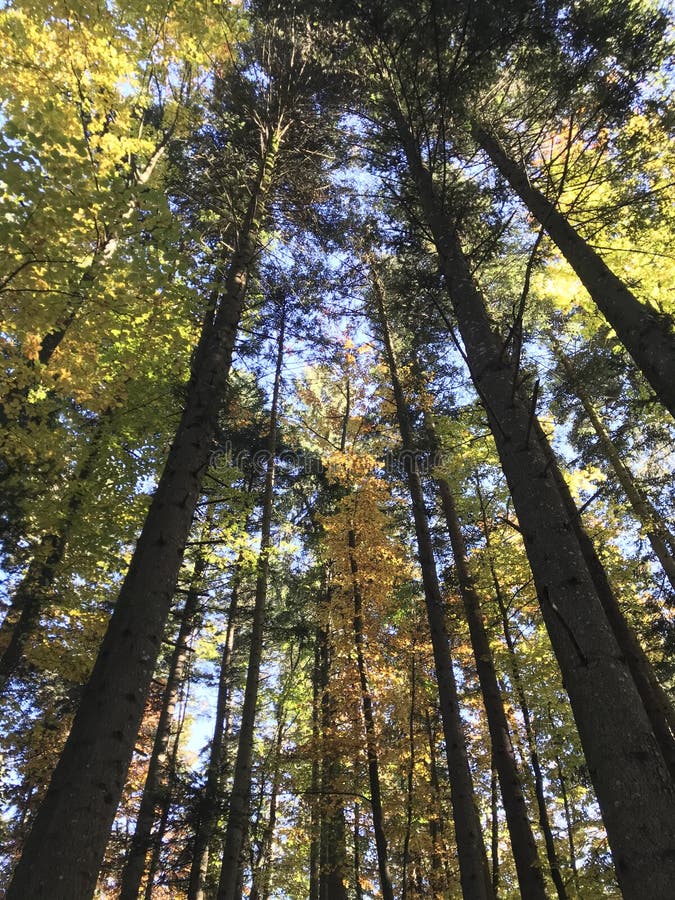 Trees in Forest Low Angle View with Sun Light Stock Photo - Image of ...