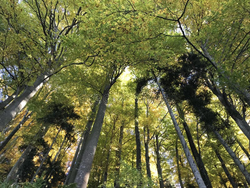 Trees In A Forest From Below, Low Angle Perspective Stock Photo - Image ...