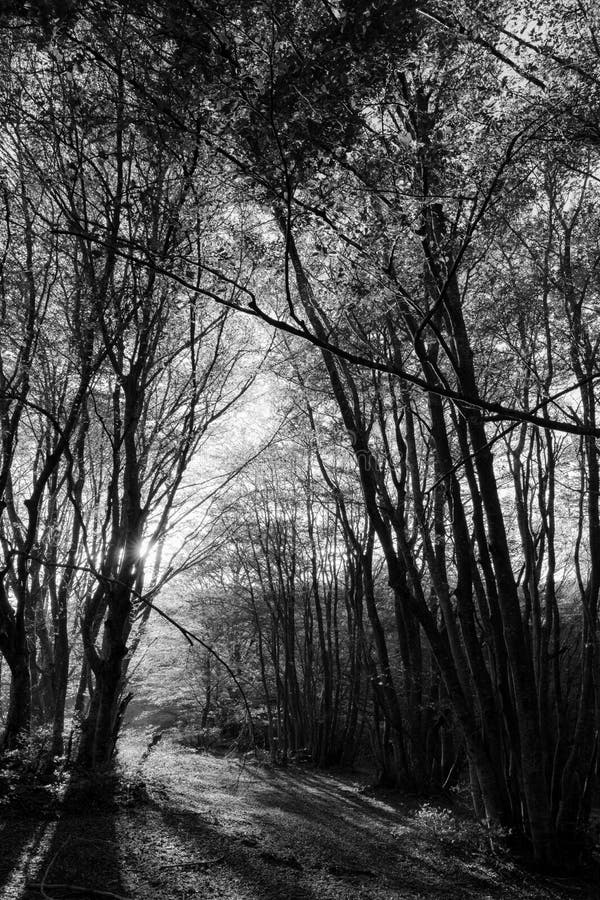 Trees in a Forest with Low Sun Filtering through and Long Shadows Stock ...