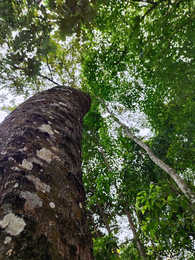 Trees in the Forest Make it Cool and Become a Place for the Ecosystem ...