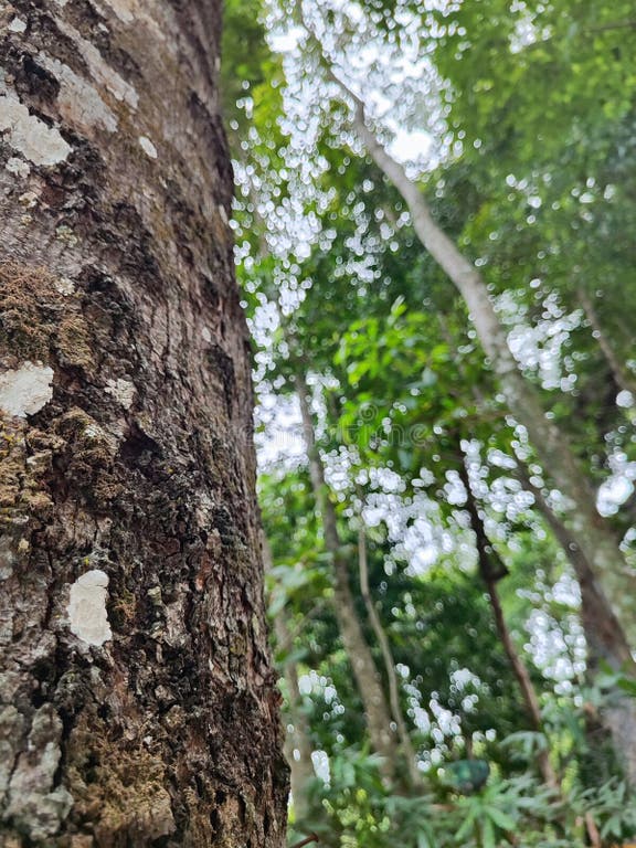 Trees in the Forest Make it Cool and Become a Place for the Ecosystem To Develop Stock Photo ...
